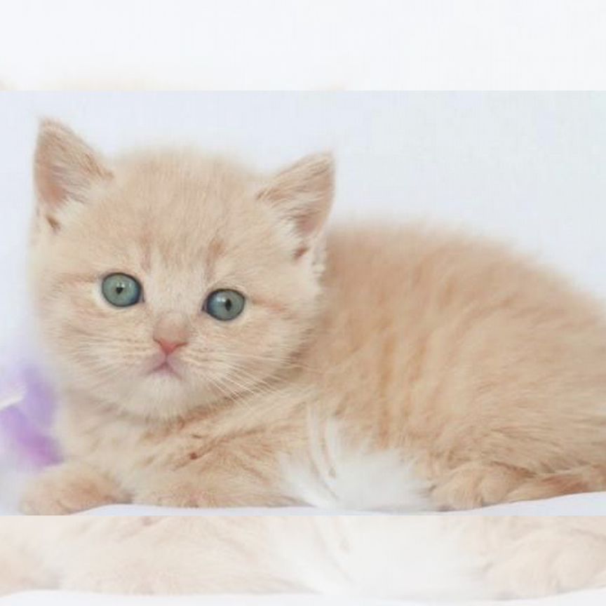 Шотландский прямоухий короткошёрстный котёнок