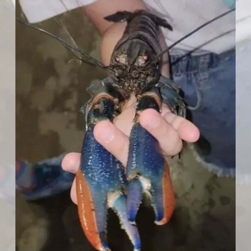 Аквариумные раки