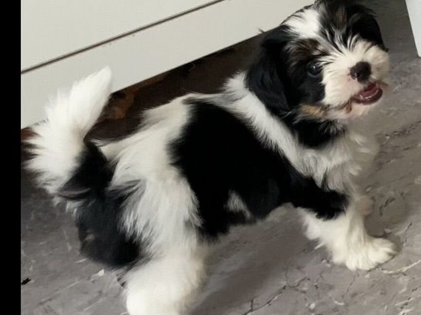 Щенок Бивер йорка мальчик