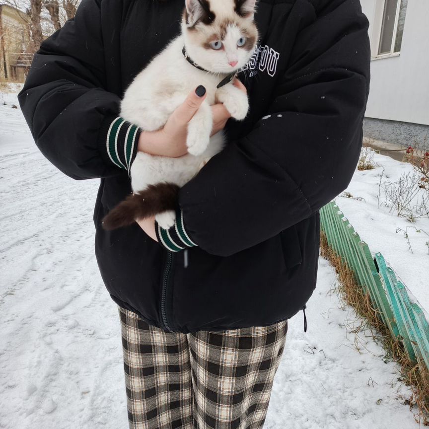 Кошечка Снежа ищет дом