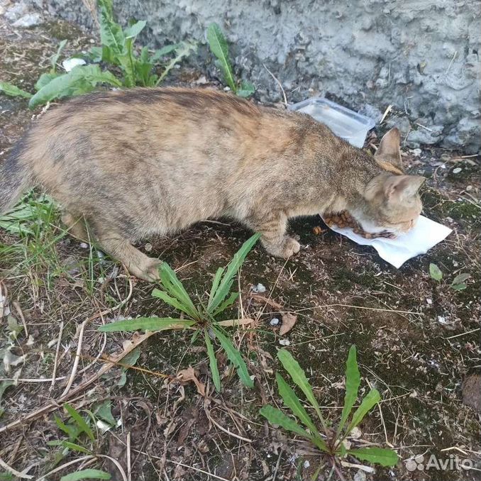 Беременной кошке нужна передержка