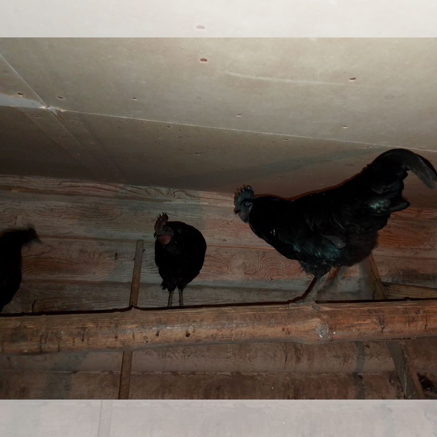 Два чёрных молодых петуха