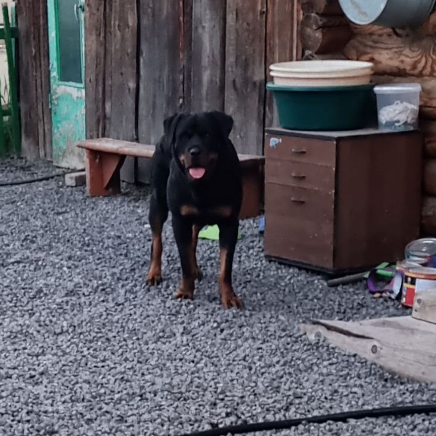 Ротвейлер, взрослая собака