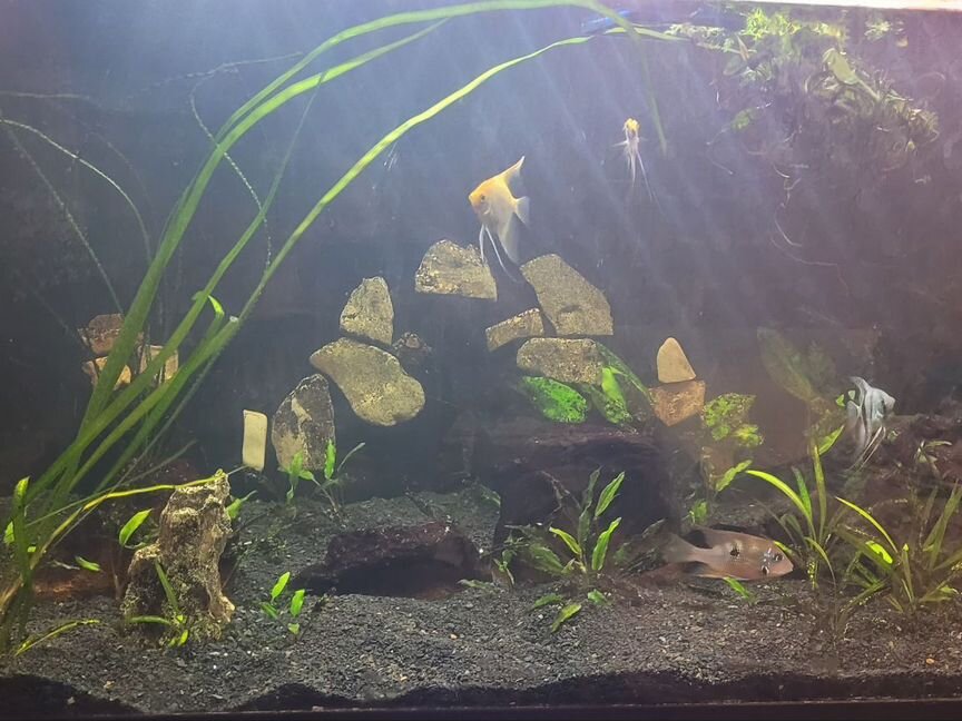 Аквариум 400л с содержимым