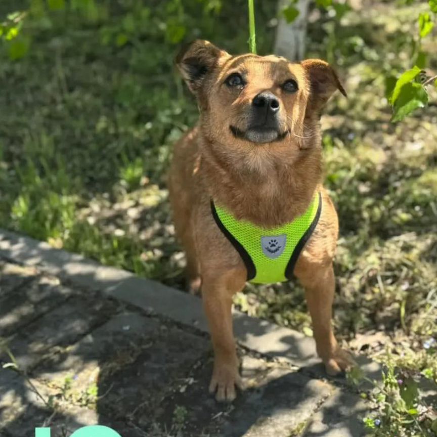 Взрослая собака в добрые руки