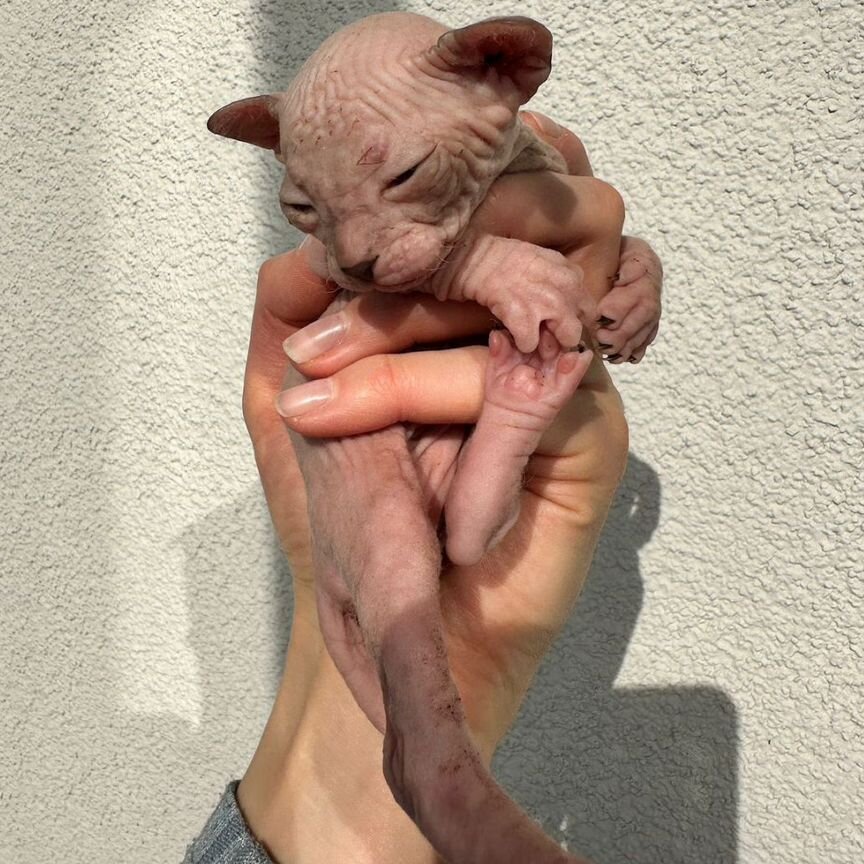 Донской сфинкс котята