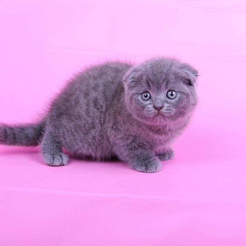 Шотландские вислоухие котята