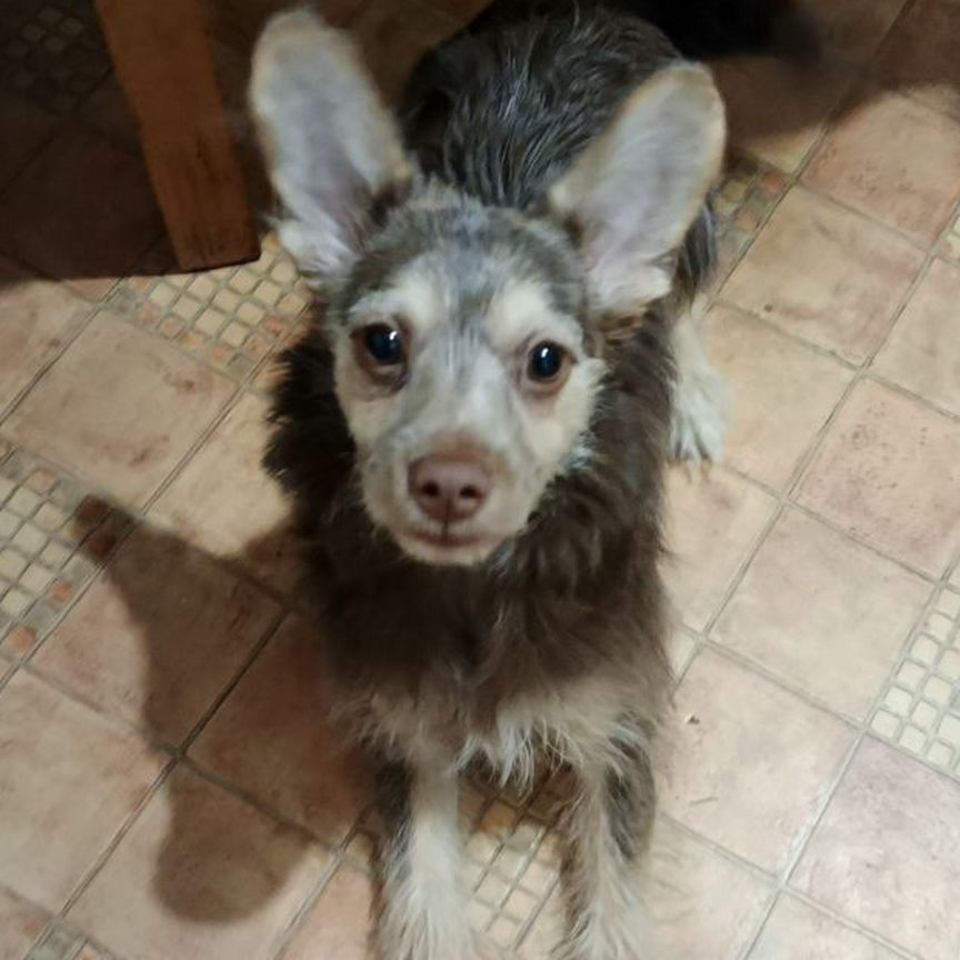 Щенок в добрые руки