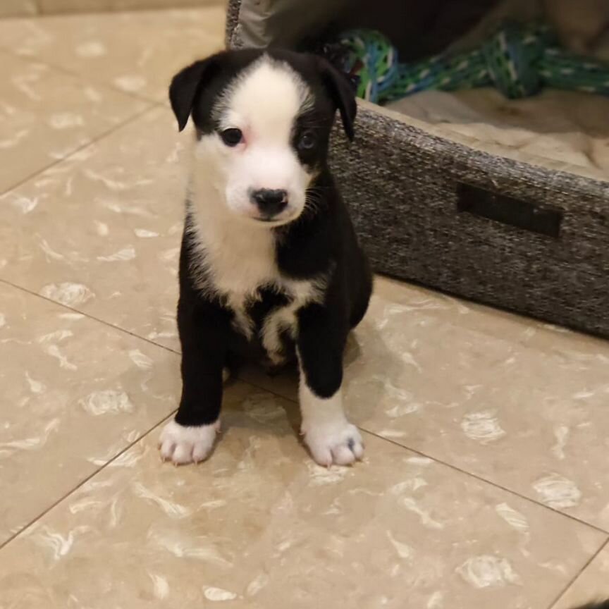 Карапуз Кевин 1,5 месяца в добрые руки