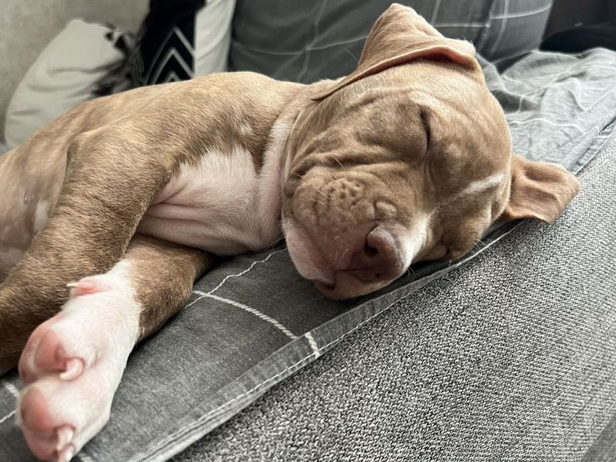 Продам питбуля