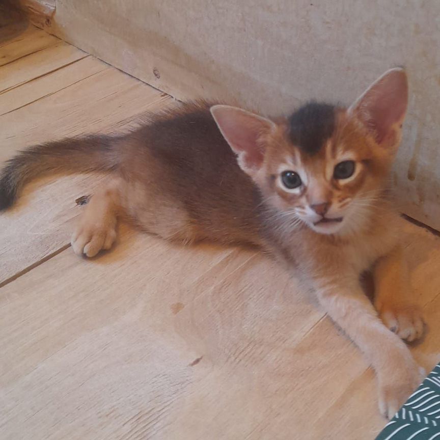 Котята