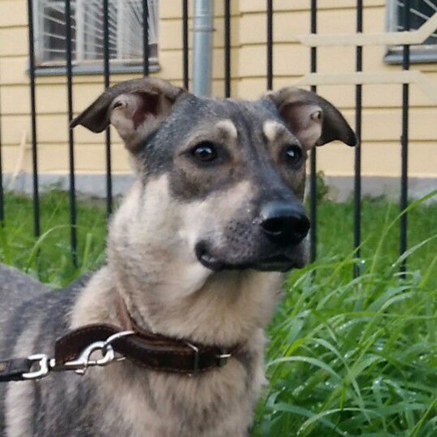 Собаки из приюта: Ники