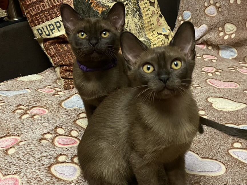 Бурманские котята/Бурма