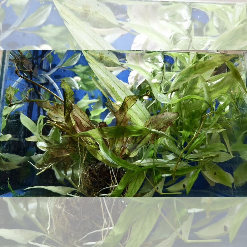 Лимонник широколистный и узколистный