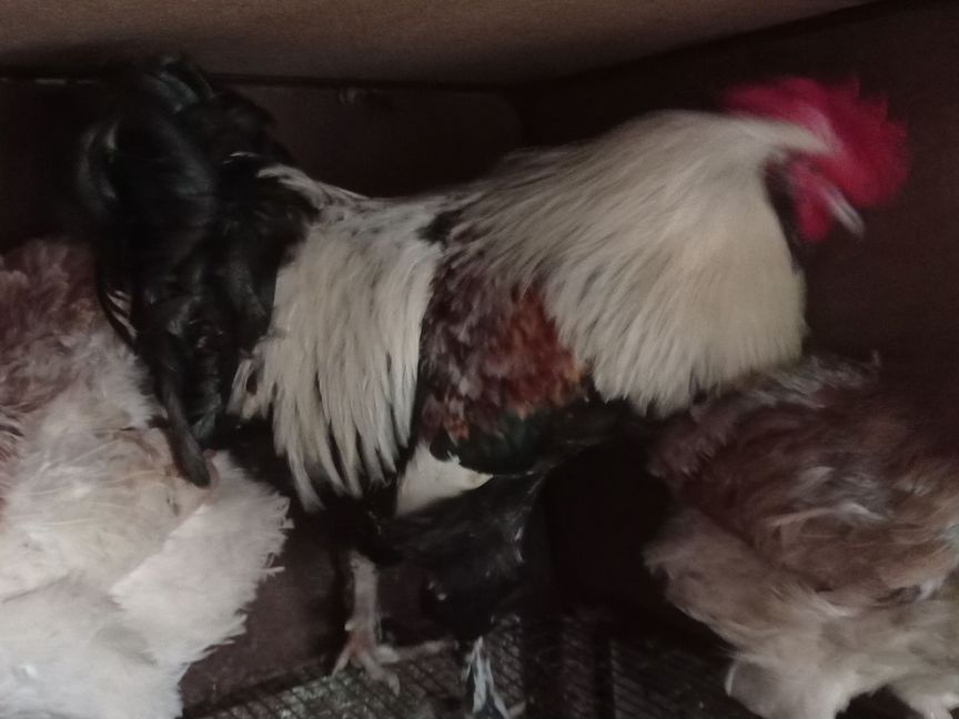 Семья кур породы Брама и Фавероль