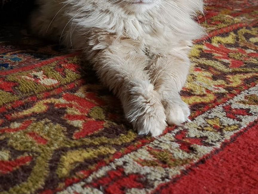 Котик в дар персиковый пушистый