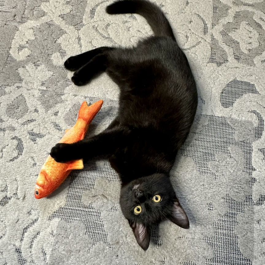 Котенок в хорошие руки