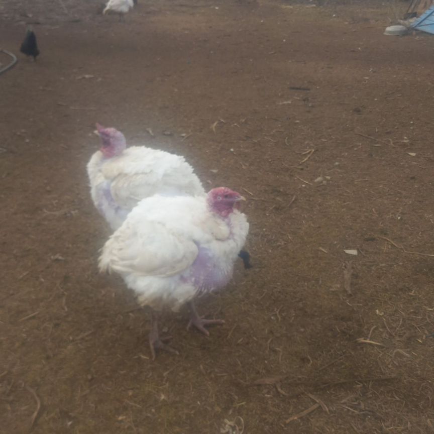 Индюки на мясо