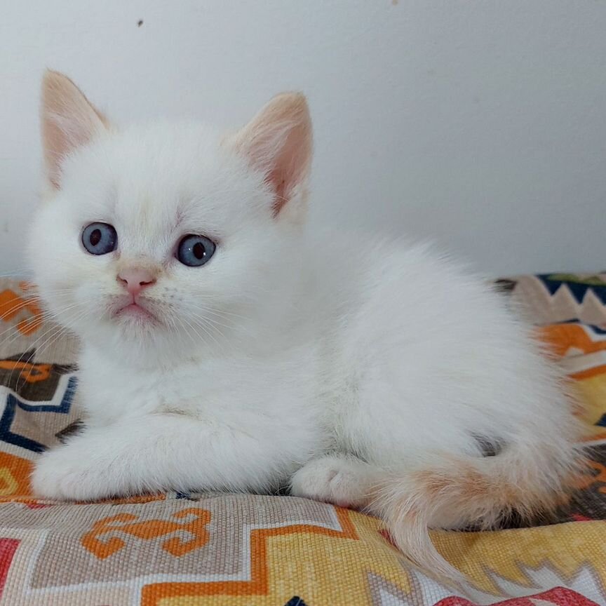 Британский эксклюзив