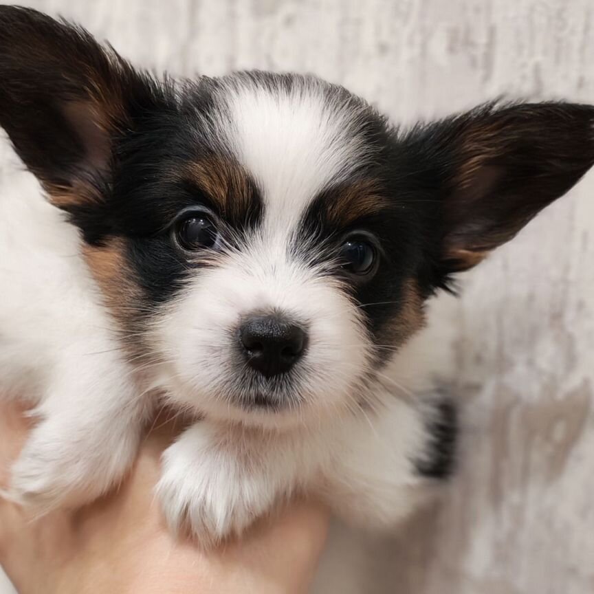 Континентальный той-спаниель папильон, щенок