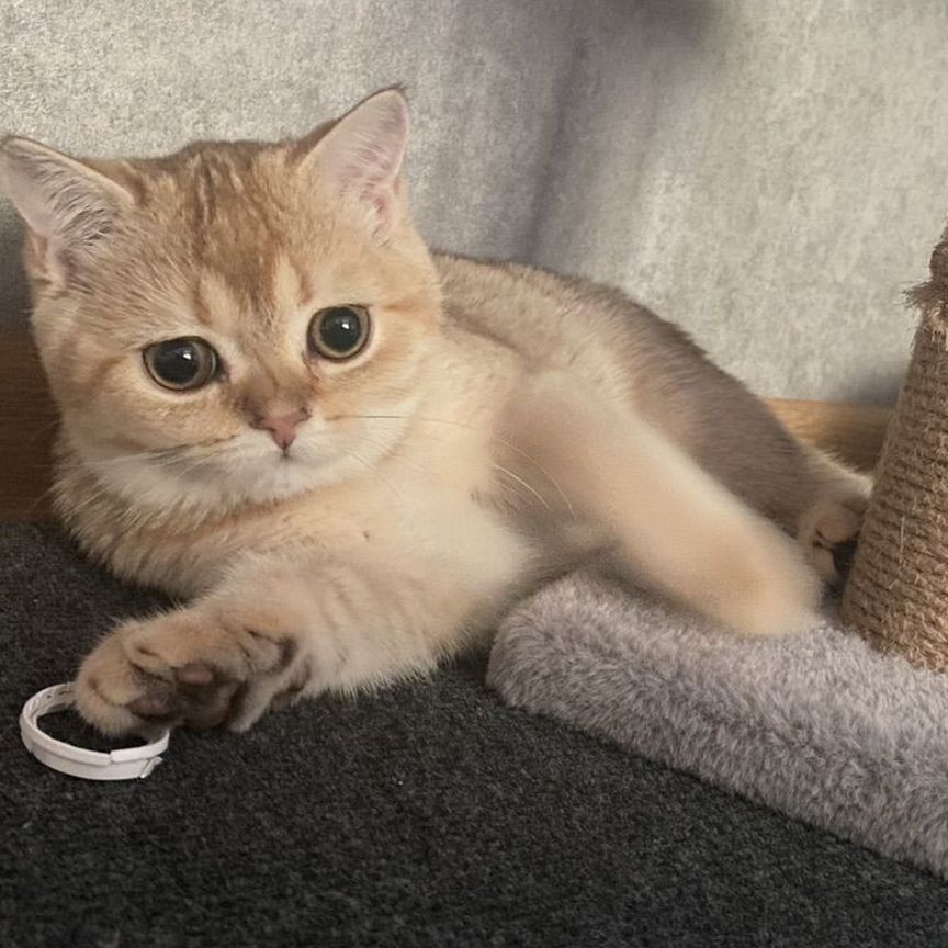 Кошка для съемок и рекламы