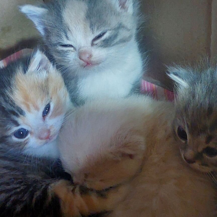 Котята. Парода вискас