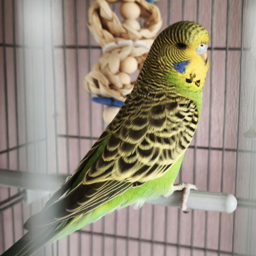 Попугай ввп чех