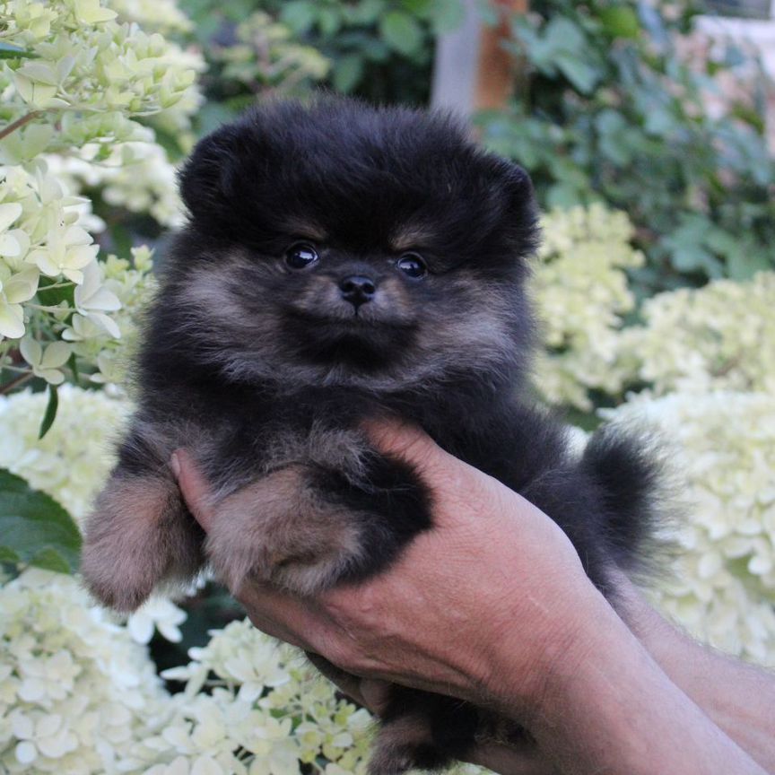 Девочка шпиц той