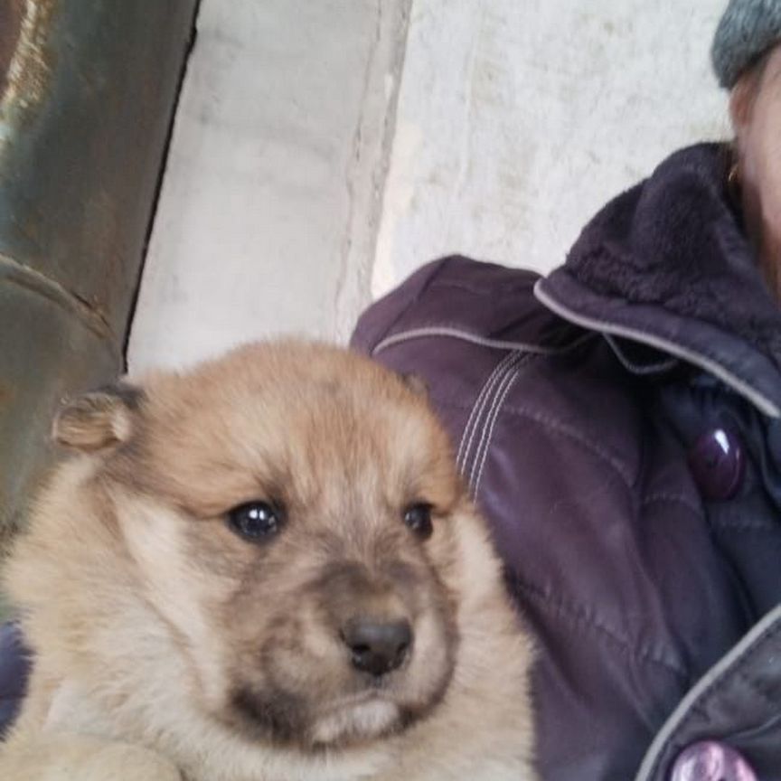 Щенки бесплатно