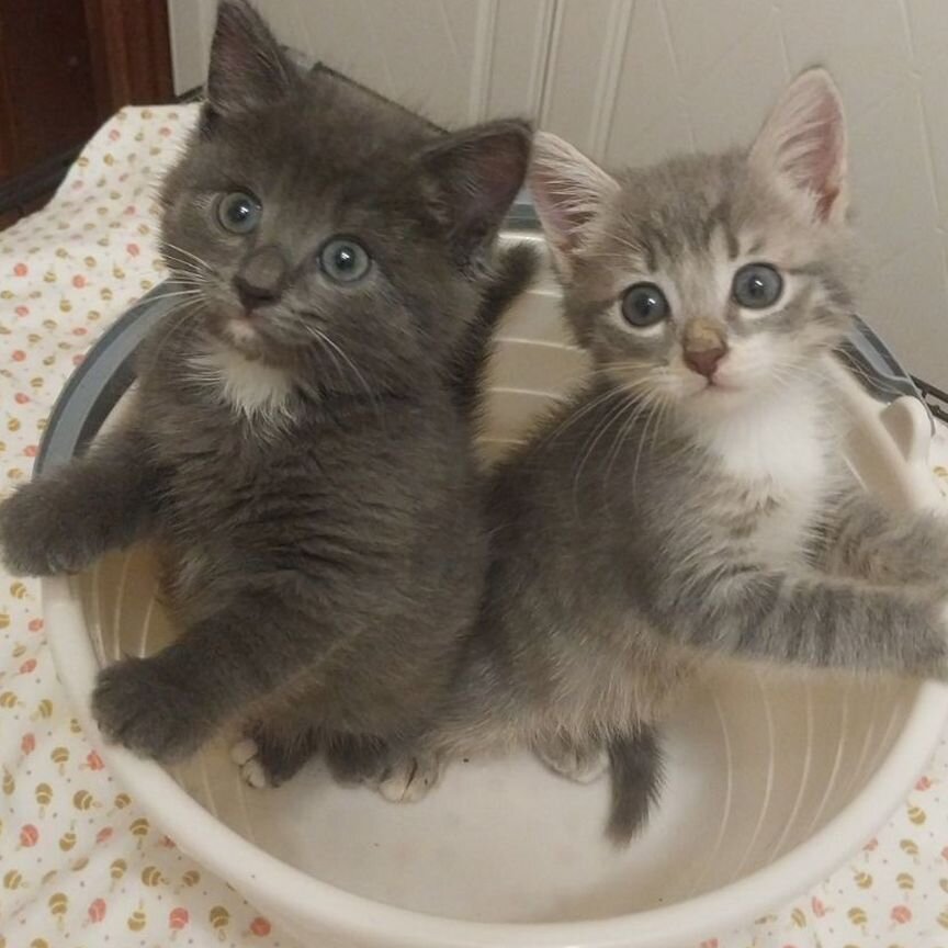 Красивые Дымочек и Дымка ищут родителей