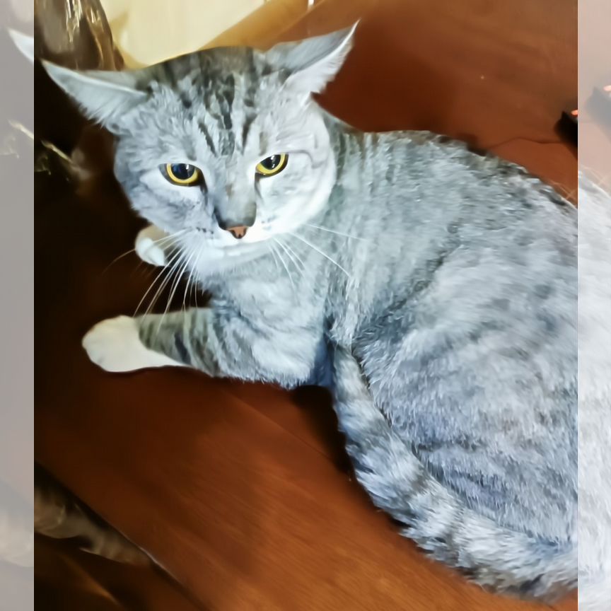 Британский короткошёрстный кот, взрослый