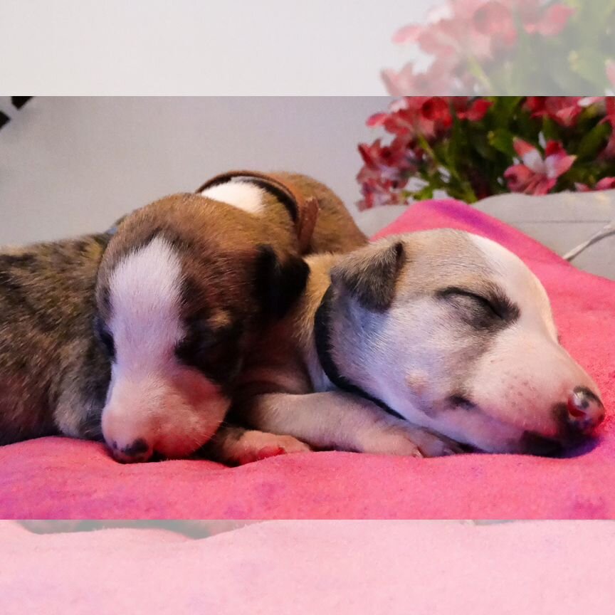 Уиппет, щенок