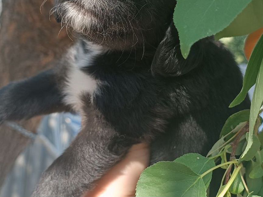 Щенок в добрые руки бесплатно