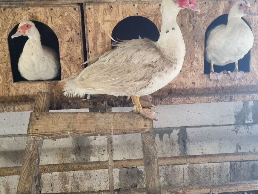 Селезень индоутки