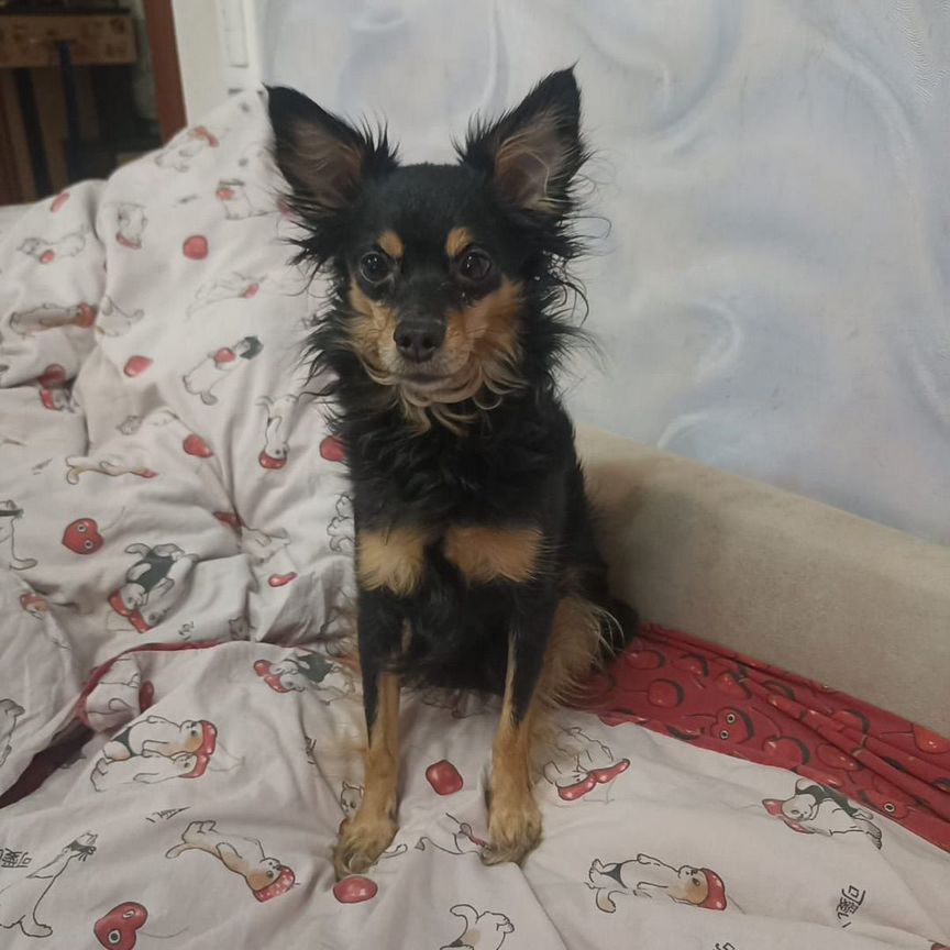 Вязка той-терьер