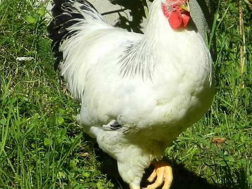 Куры породы первомайская