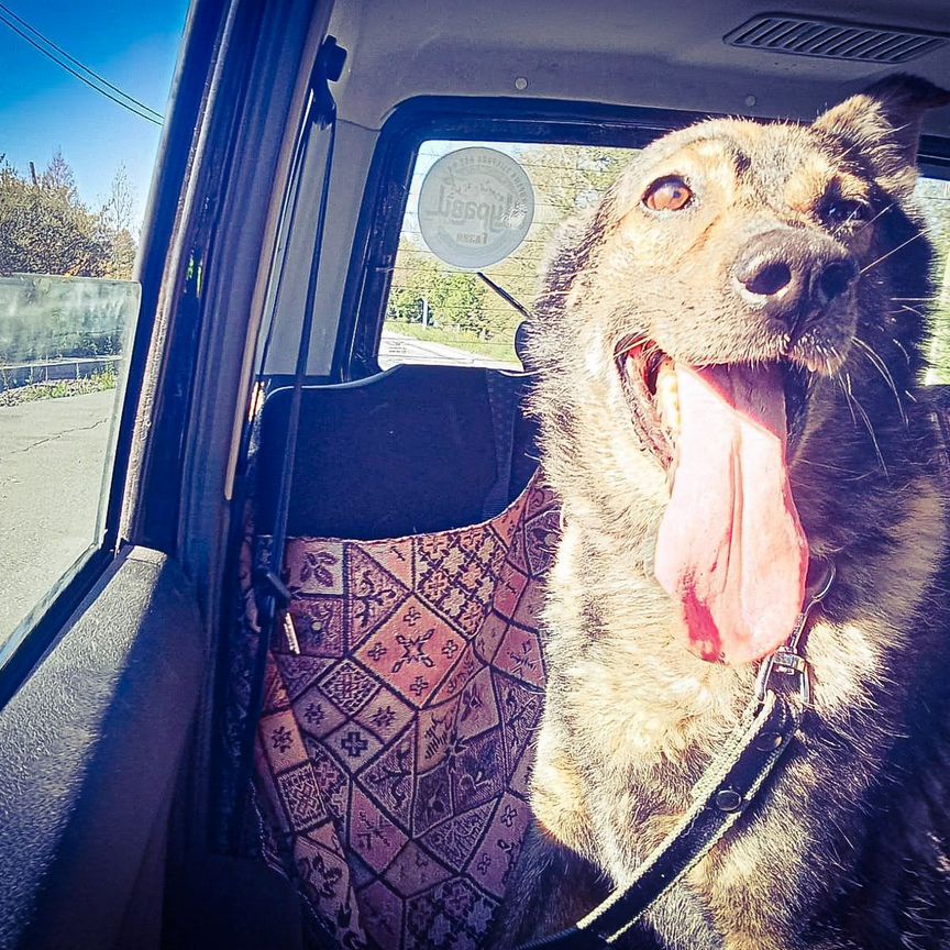 Пёс спасенный от камней