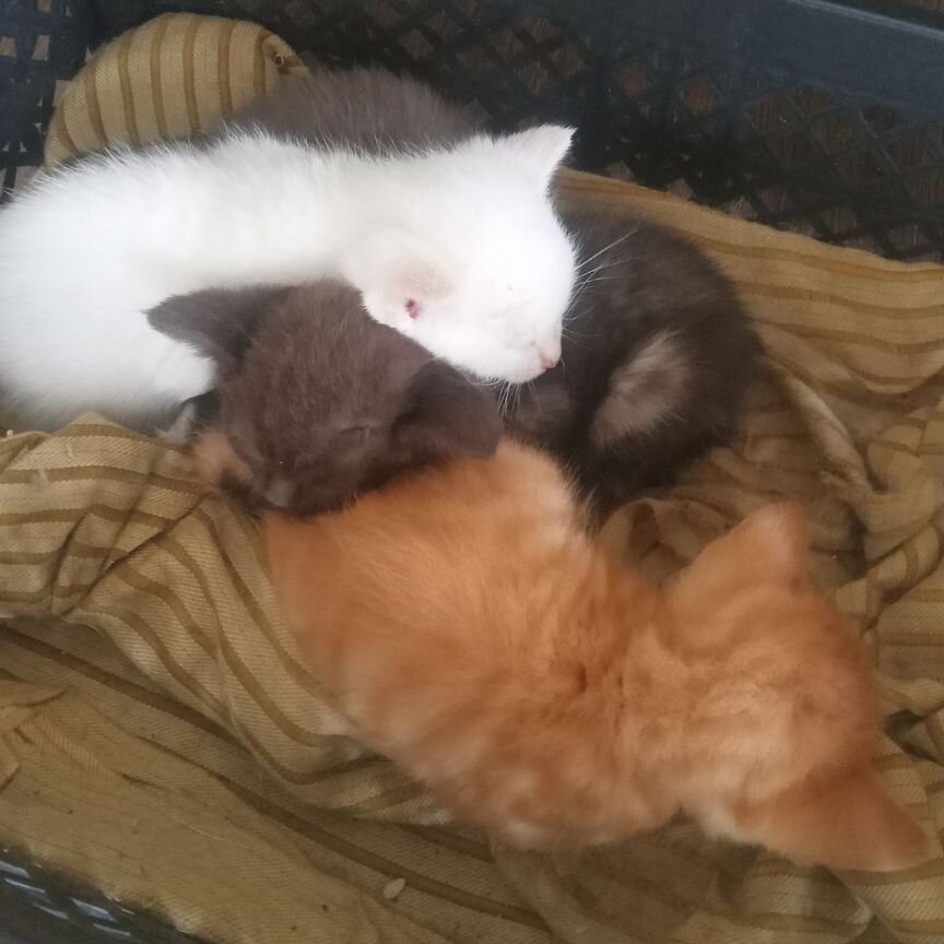 Котята в добрые руки бесплатно