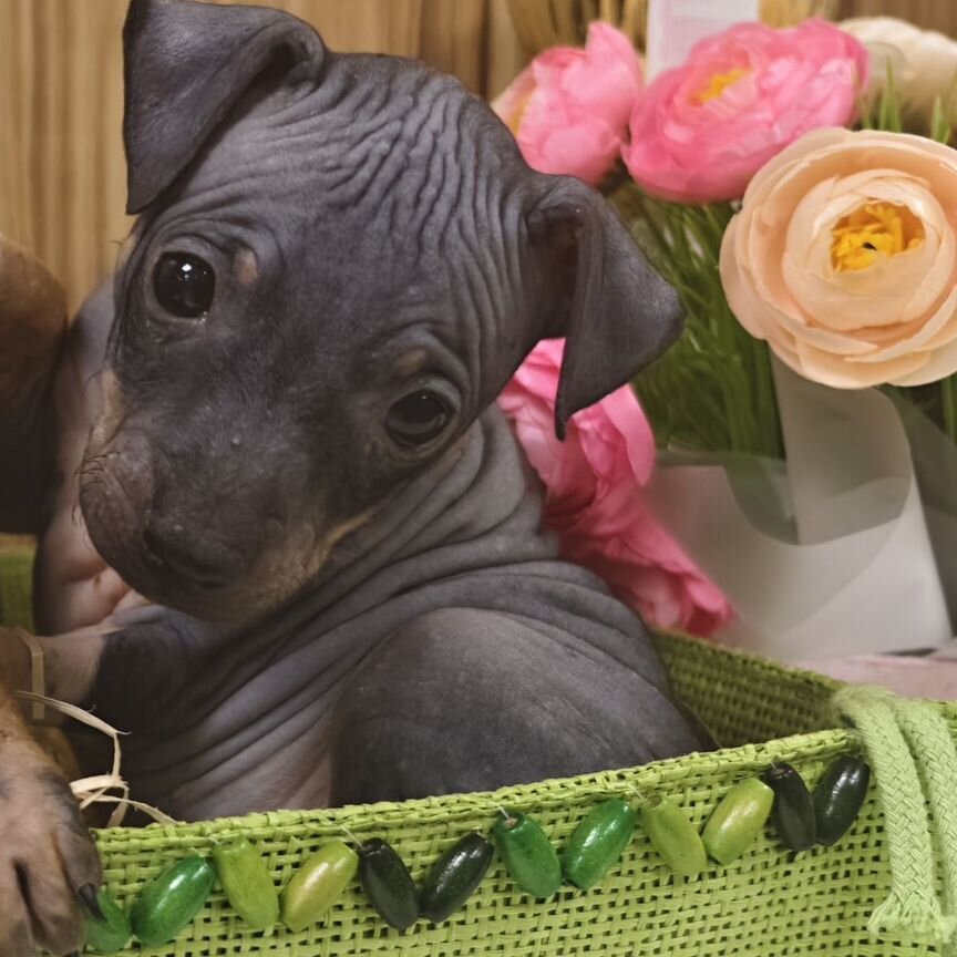 Американский голый терьер, щенок