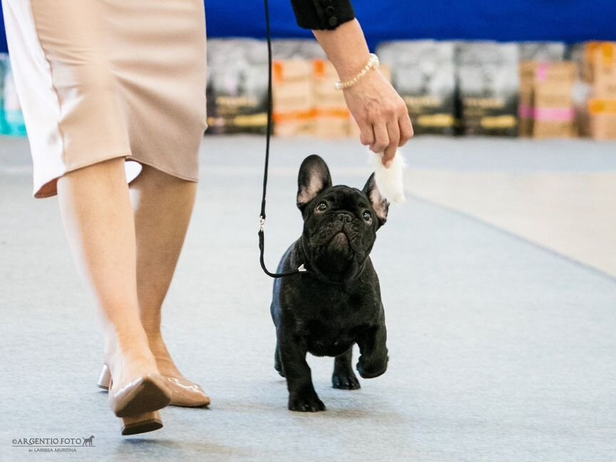 Французский бульдог