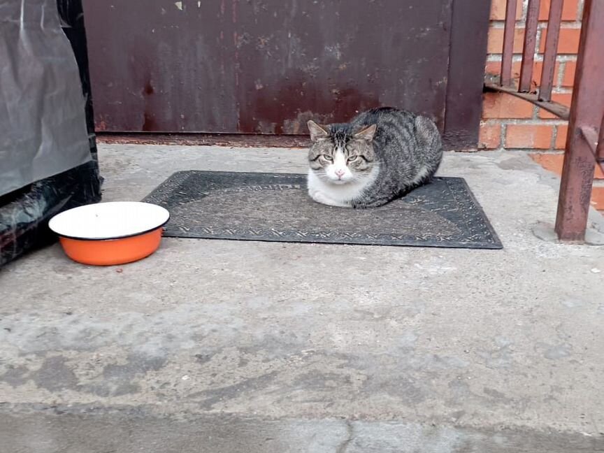 Бывшедомашнего кота выкинули на улицу