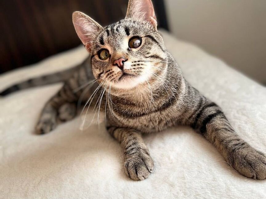 Котик в добрые руки