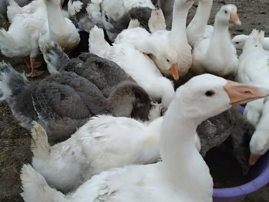 Продам гуси 2,5 месяца