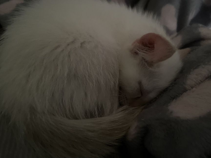 Американский керл