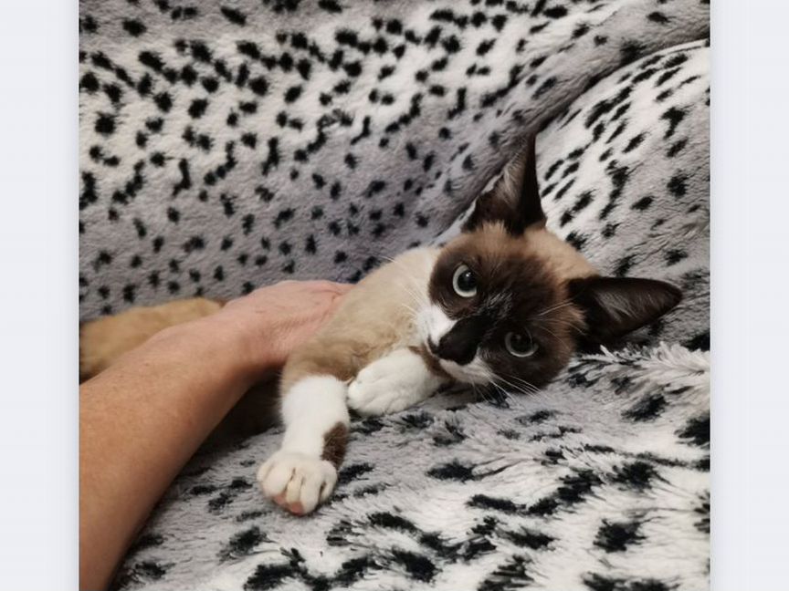 Кошечка в добрые руки
