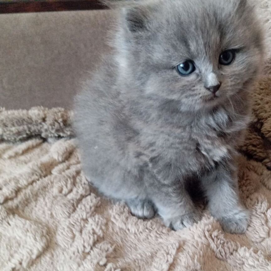 Котёнок от частного владельца