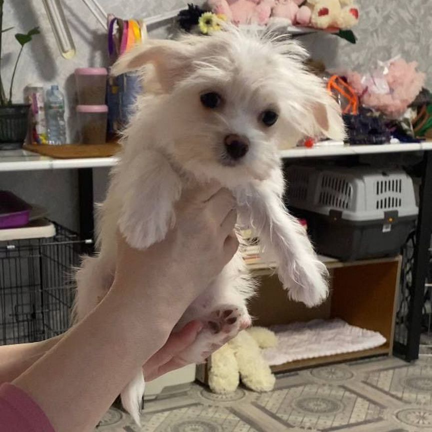 Прекрасная девочка