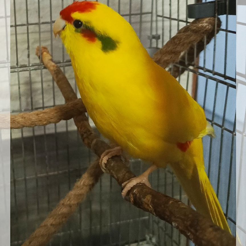 Попугаи какарики