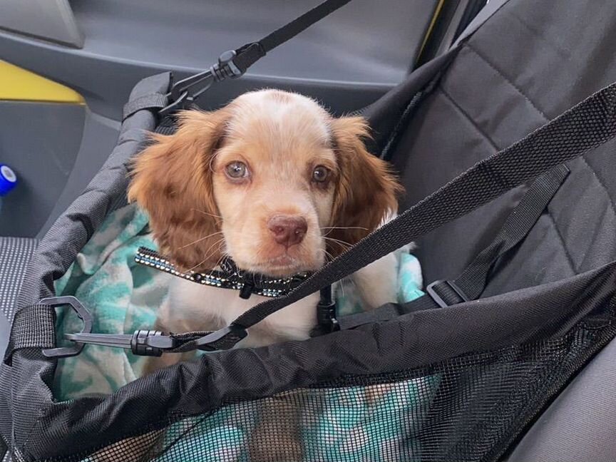 Автогамак для перевозки собак