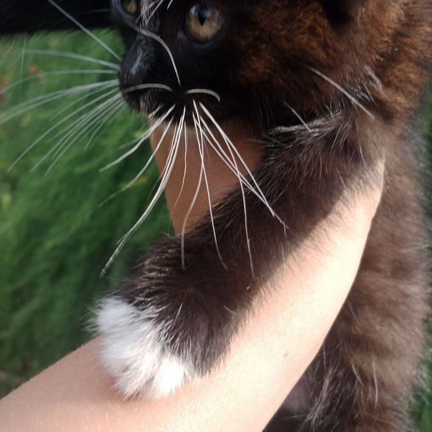 Черный котенок